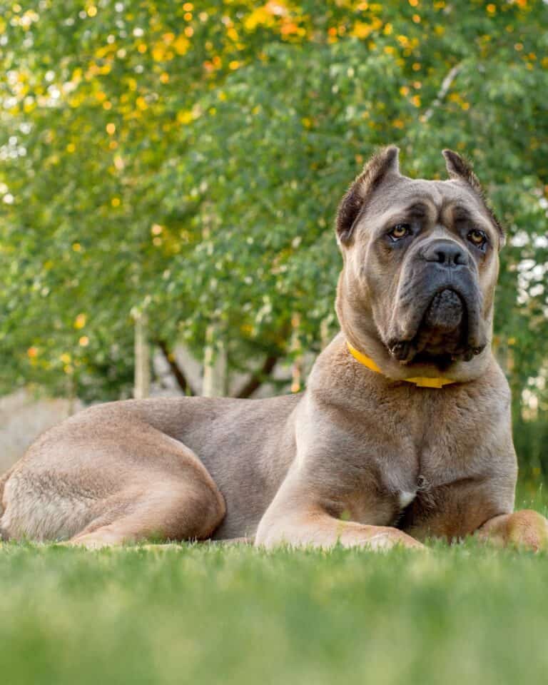 11 Cane Corso Colors and Markings (With Pictures)