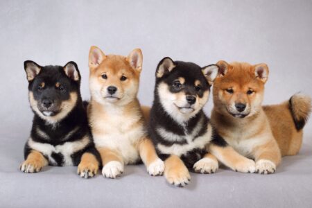 10 Best Shiba Inu Breeders (2025 Updated) - Happy Dog Breeds