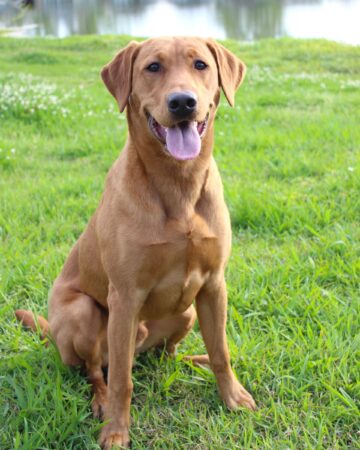 13 Labrador Retriever Colors & Patterns (With Pictures!)