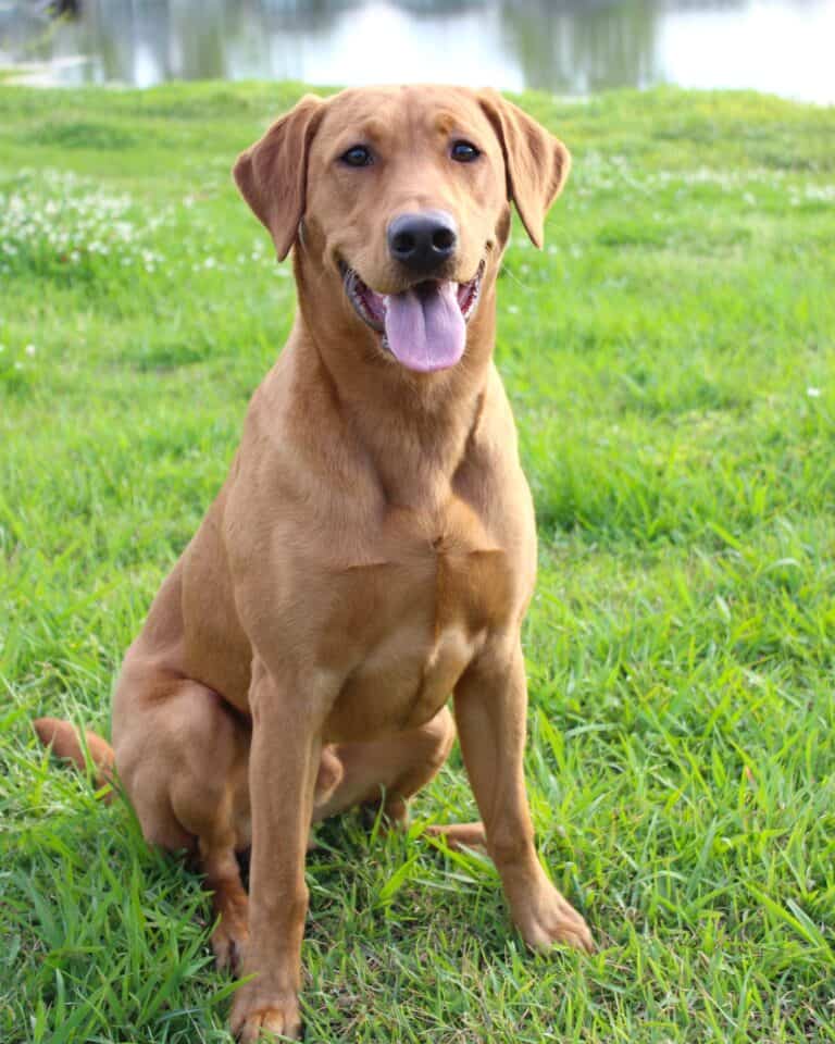 13 Labrador Retriever Colors & Patterns (With Pictures!)