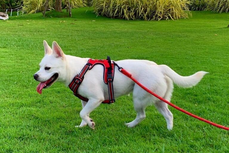 French Bulldog Husky Mix: Info, Pictures, Traits & Facts
