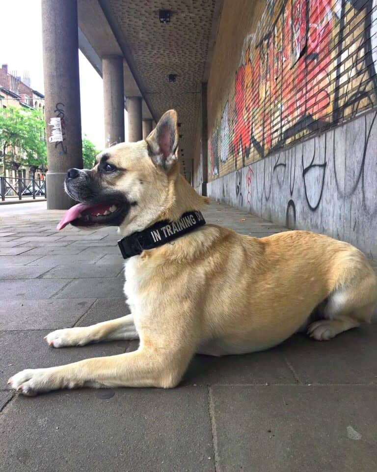 French Bulldog Husky Mix: Info, Pictures, Traits & Facts