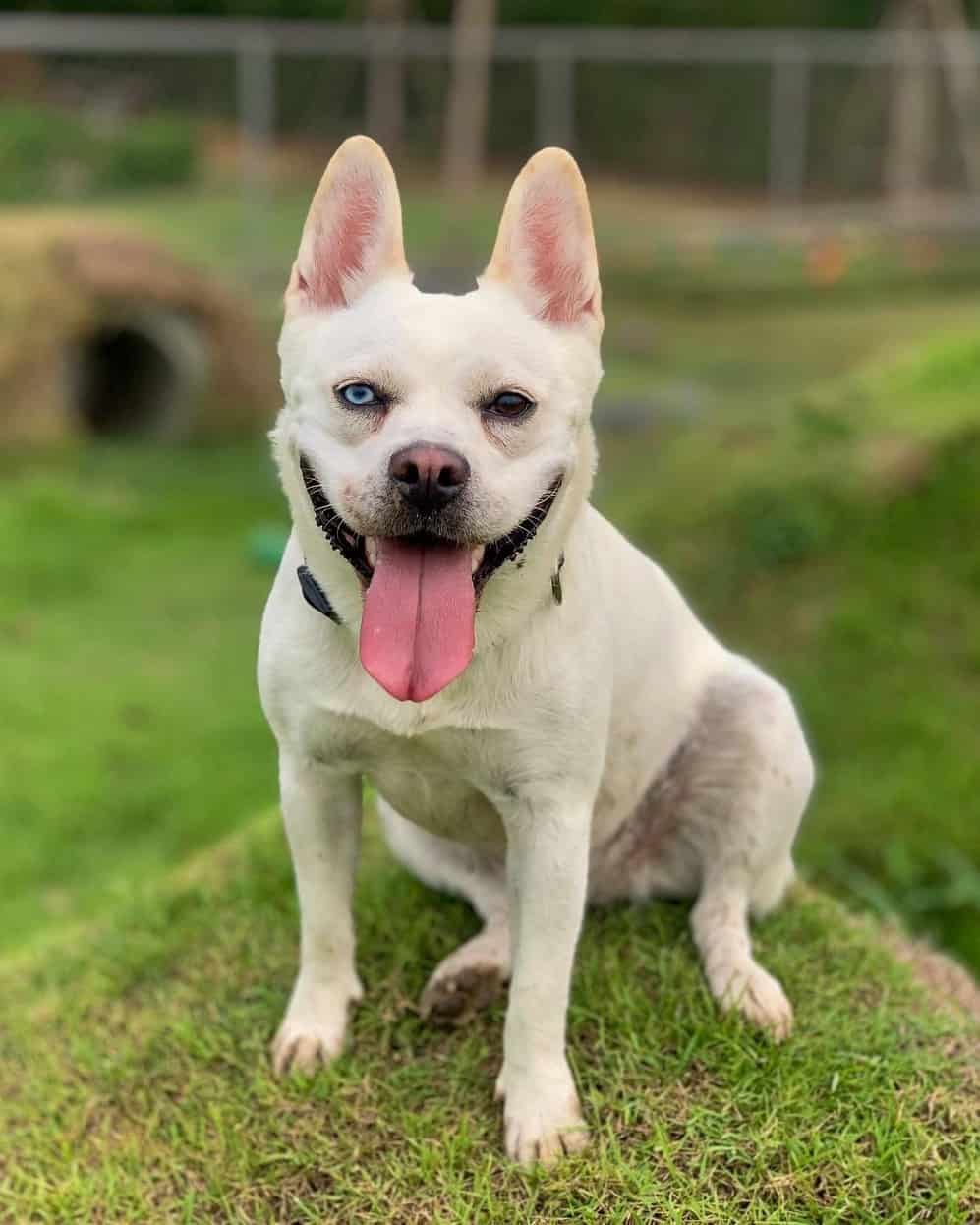 French Bulldog Husky Mix: Info, Pictures, Traits & Facts