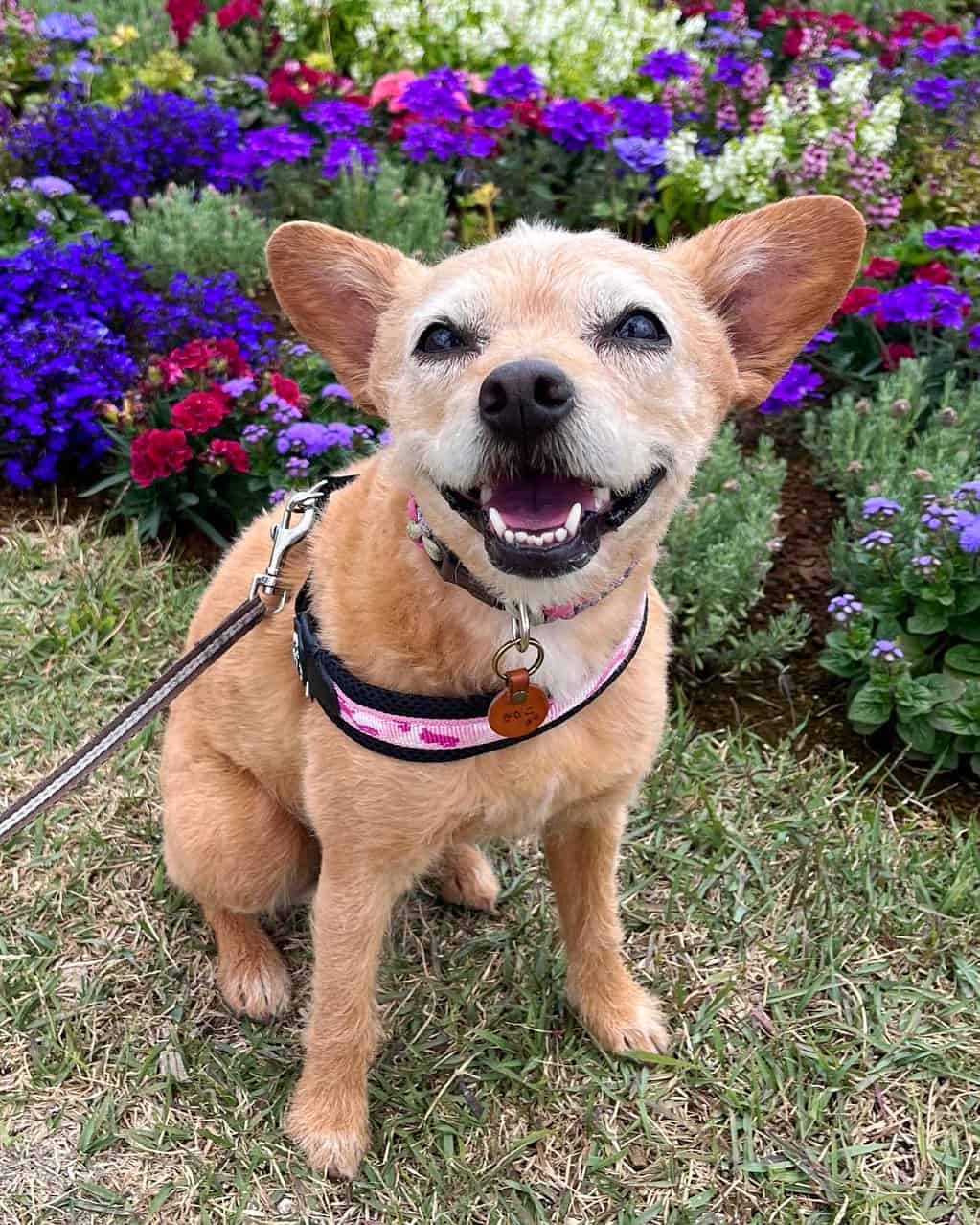 French Bulldog Poodle Mix (French Boodle): Pictures & Facts