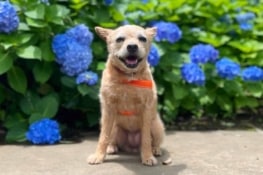 French Bulldog Poodle Mix (French Boodle): Pictures & Facts