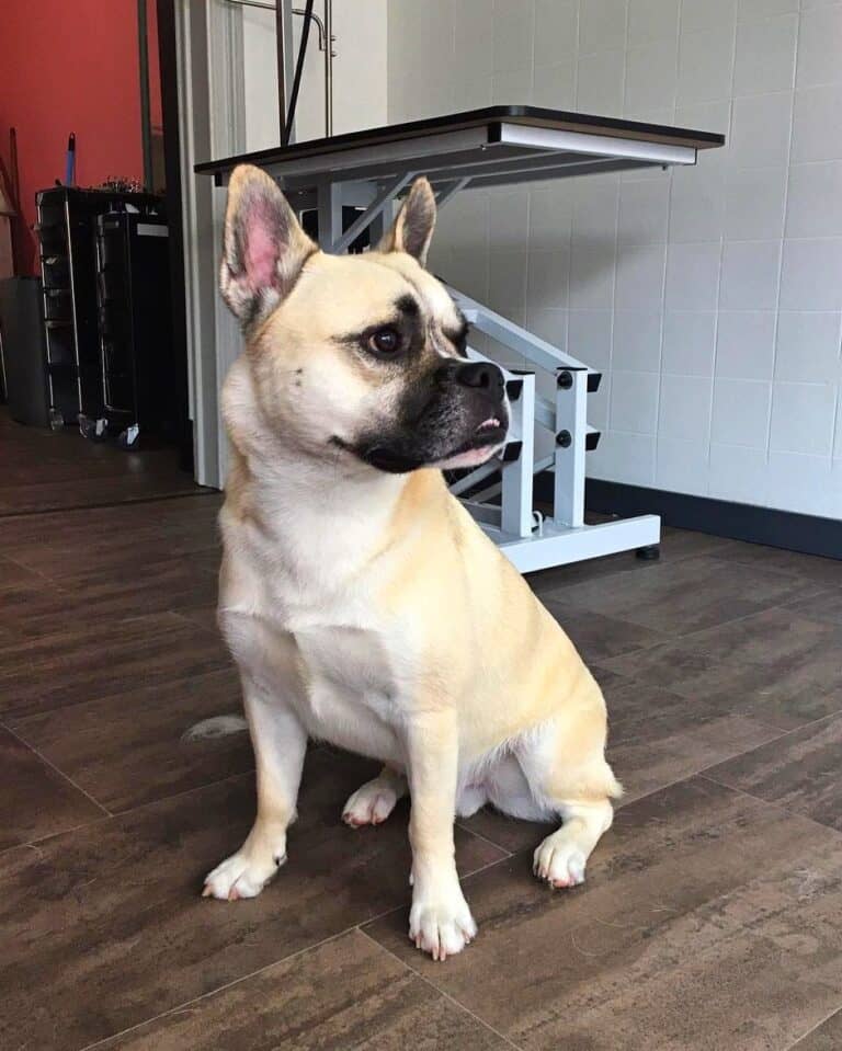 French Bulldog Husky Mix: Info, Pictures, Traits & Facts