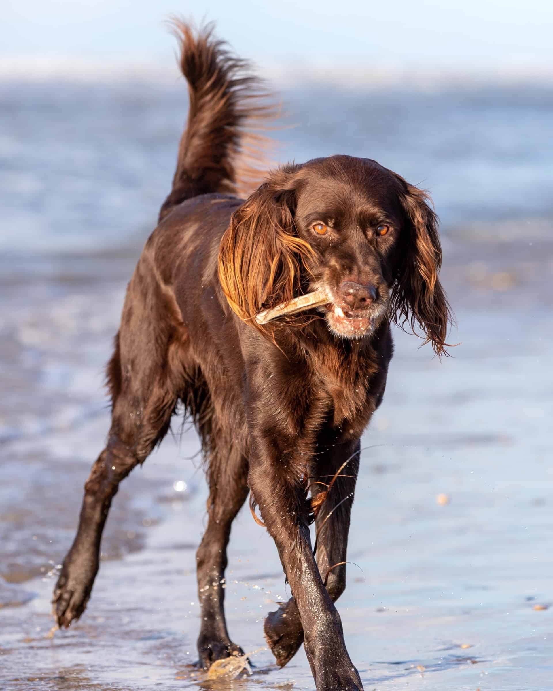 20 Best Tall Skinny Dog Breeds (With Pictures)