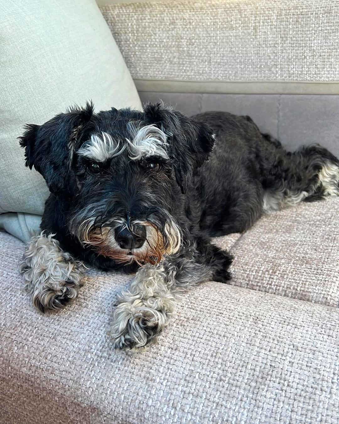 German Schnauzer (German Shepherd & Schnauzer Mix)