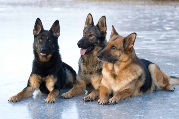 21 German Shepherd Colors & Markings (With Pictures!)