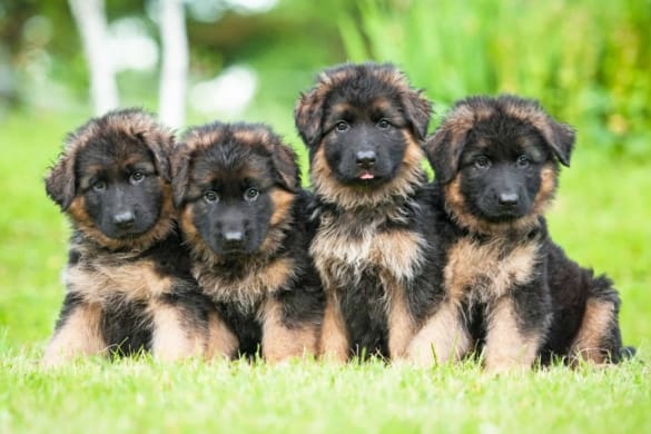 21 German Shepherd Colors & Markings (With Pictures!)