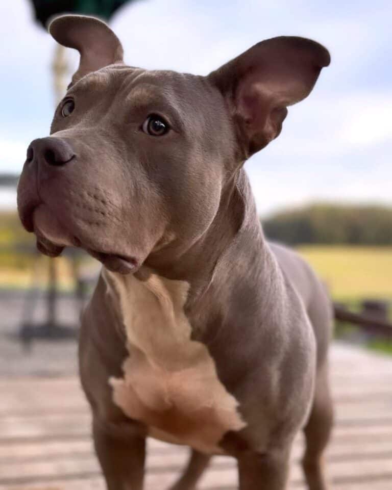 8 Different Types of Tri-Color Bully (With Pictures)