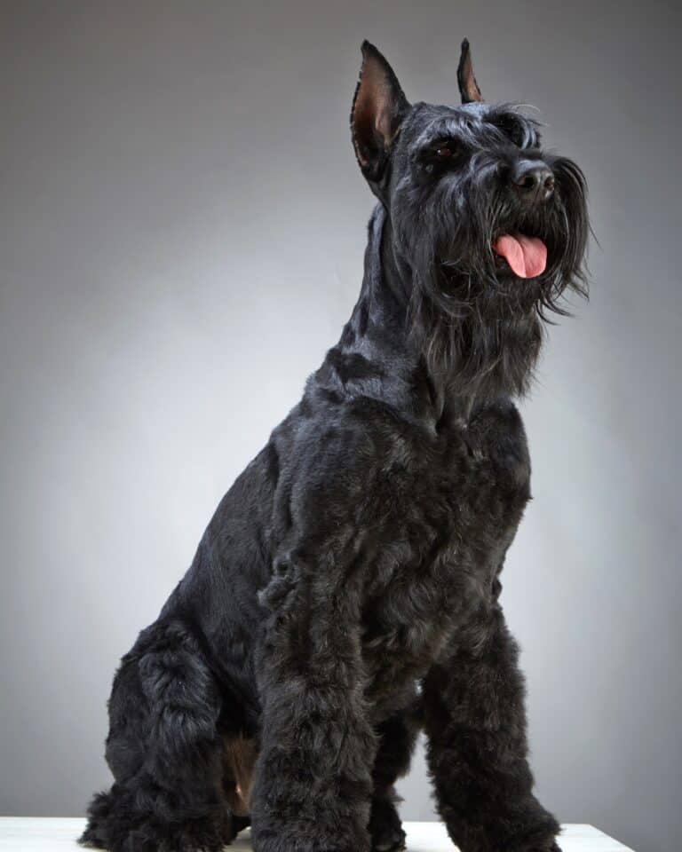 17 Large Hypoallergenic Dogs That Don’t Shed (With Pictures)
