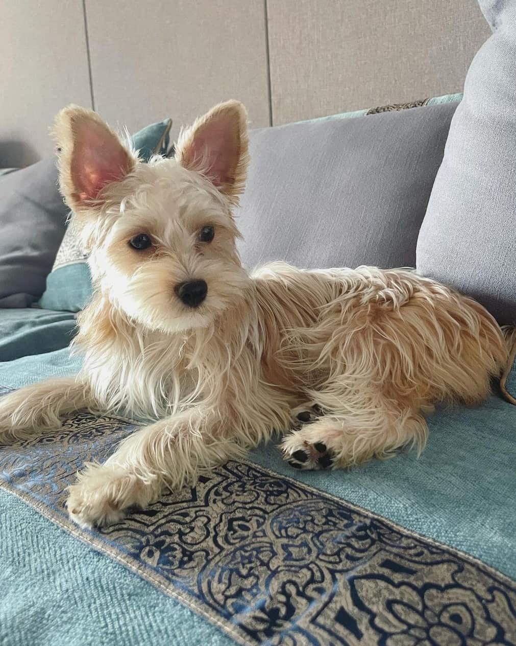 Yorkie Colors: 8 Coat Color Variations Explained (With Photos)