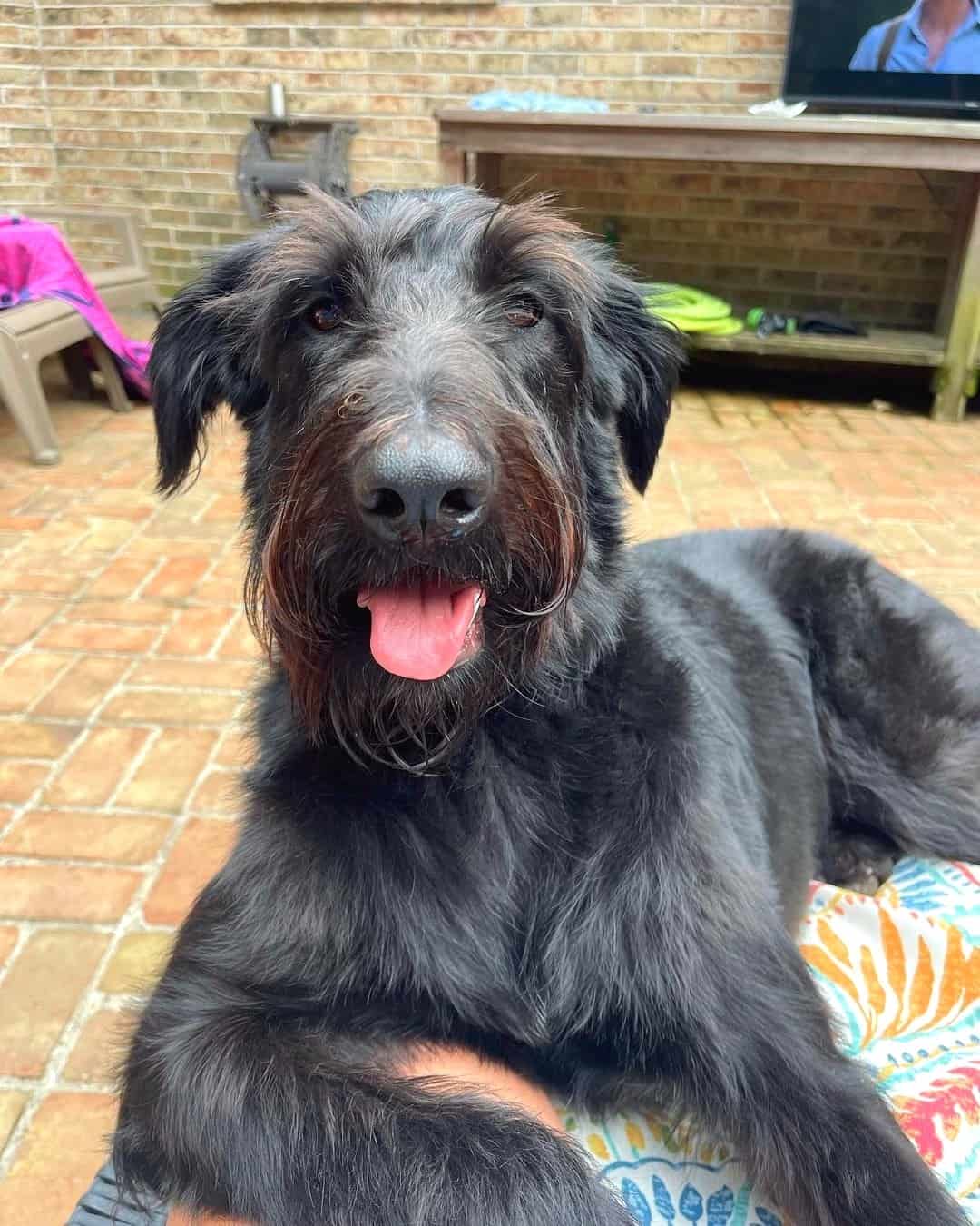 German Shepherd Goldendoodle Mix: Info, Pictures & Facts