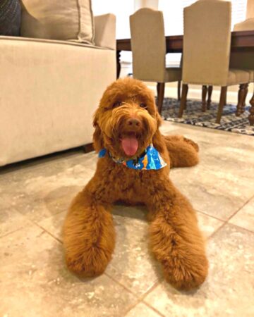 24 Best Goldendoodle Haircuts With Pictures! (2026 Updated)