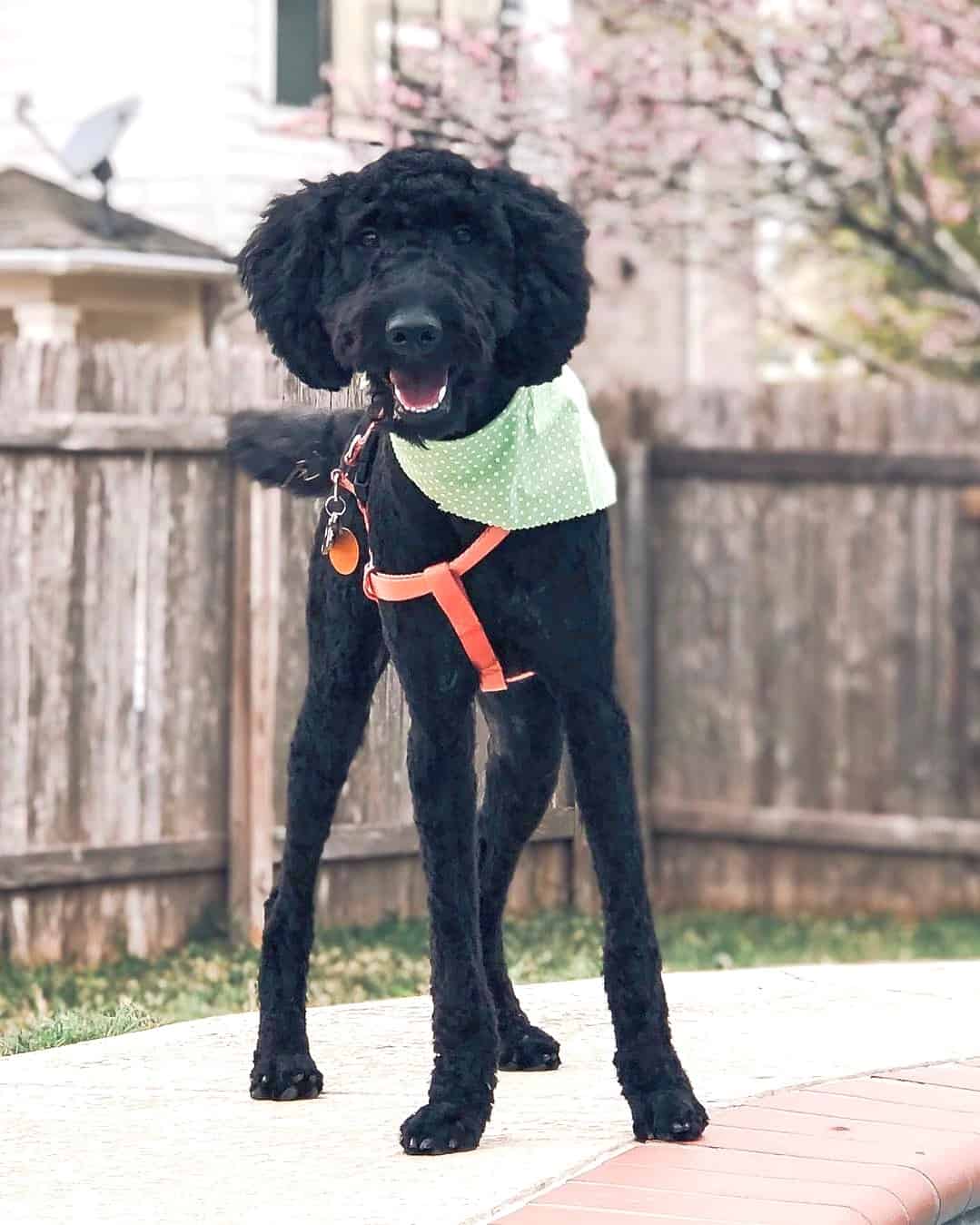 24 Best Goldendoodle Haircuts With Pictures! (2026 Updated)