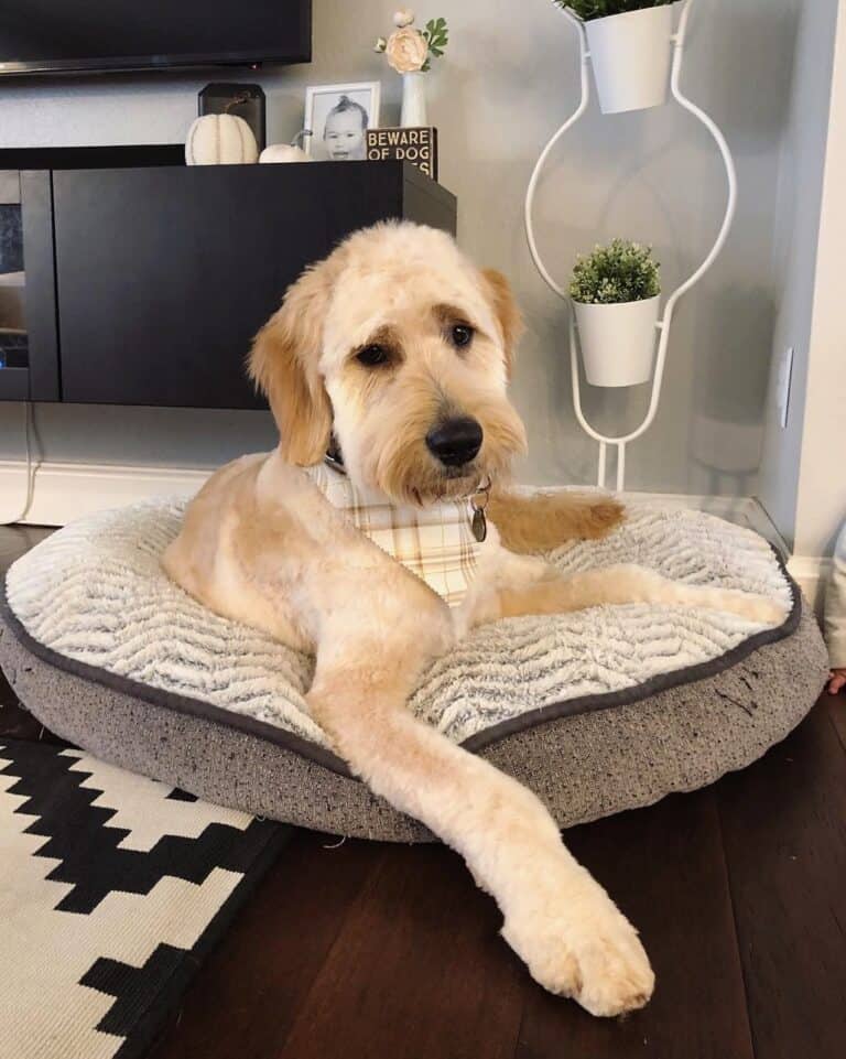 24 Best Goldendoodle Haircuts With Pictures! (2025 Updated)