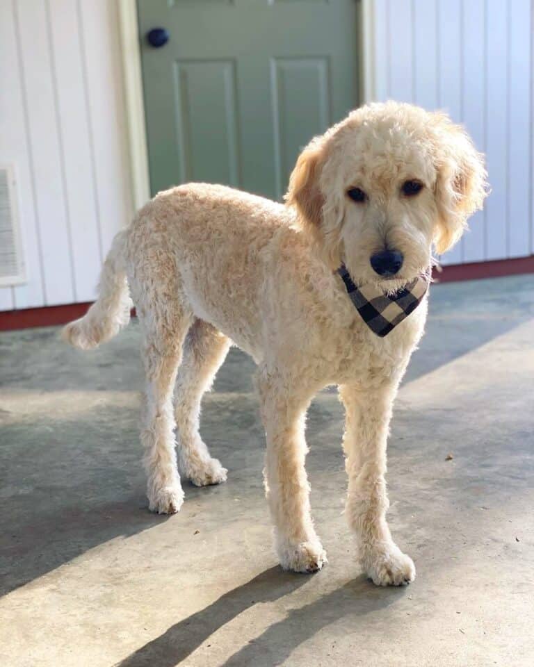 24 Best Goldendoodle Haircuts With Pictures! (2025 Updated)