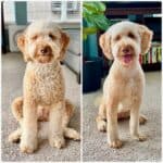 24 Best Goldendoodle Haircuts With Pictures! (2025 Updated)