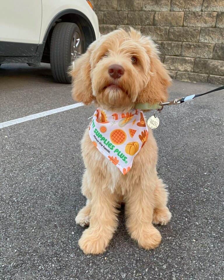 24 Best Goldendoodle Haircuts With Pictures! (2026 Updated)