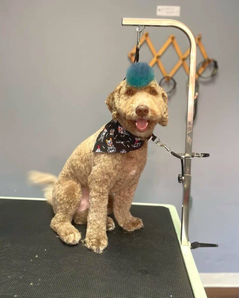 24 Best Goldendoodle Haircuts With Pictures! (2026 Updated)