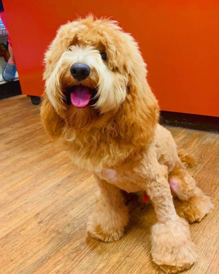 24 Best Goldendoodle Haircuts With Pictures! (2026 Updated)