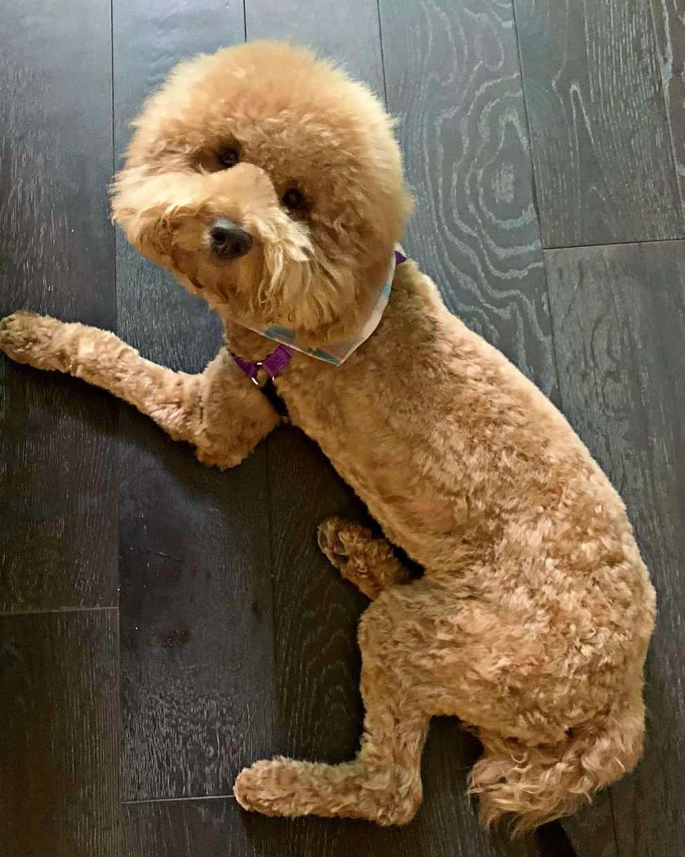 24 Best Goldendoodle Haircuts With Pictures! (2025 Updated)