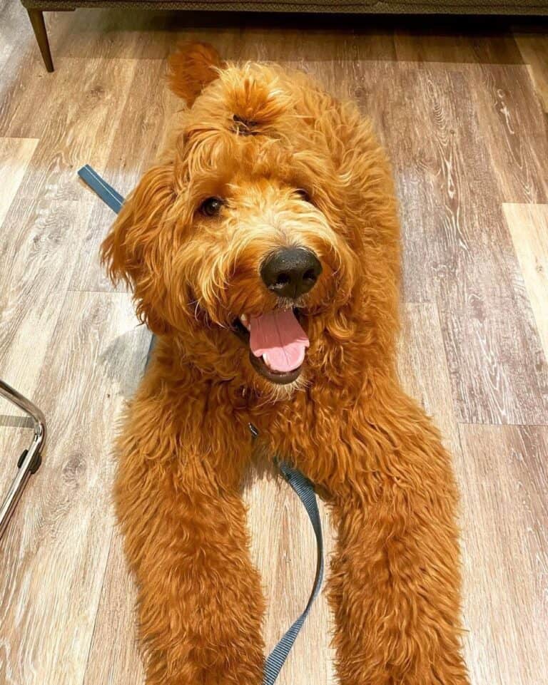 24 Best Goldendoodle Haircuts With Pictures! (2025 Updated)