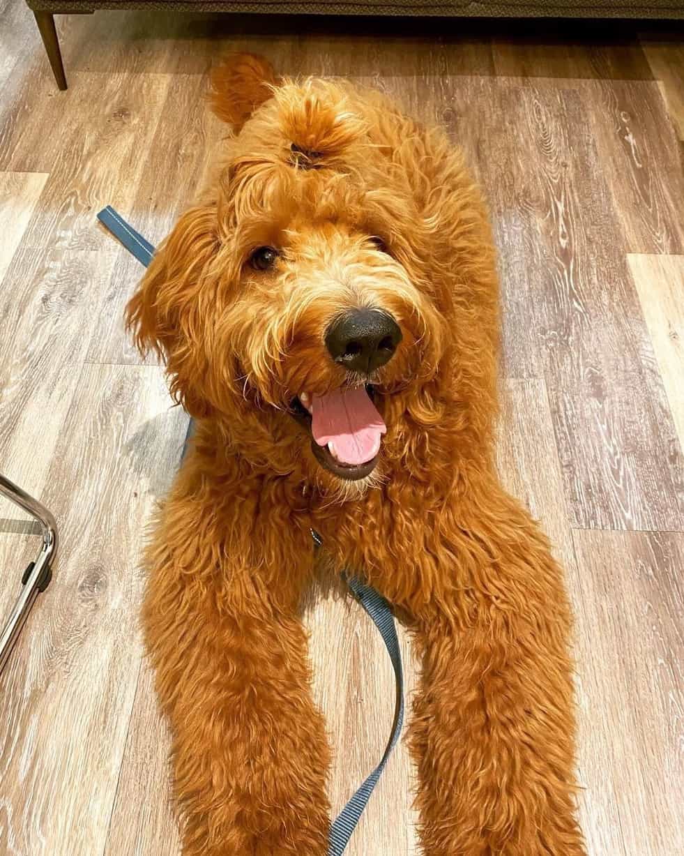 24 Best Goldendoodle Haircuts With Pictures! (2026 Updated)