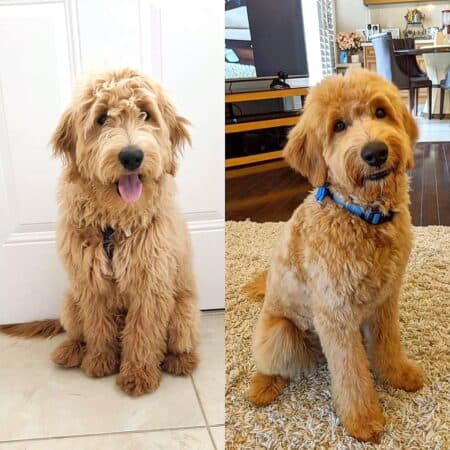 24 Best Goldendoodle Haircuts With Pictures! (2026 Updated)
