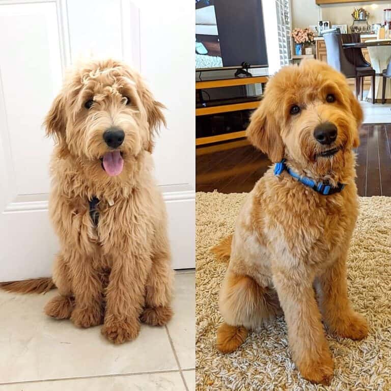 24 Best Goldendoodle Haircuts With Pictures! (2025 Updated)