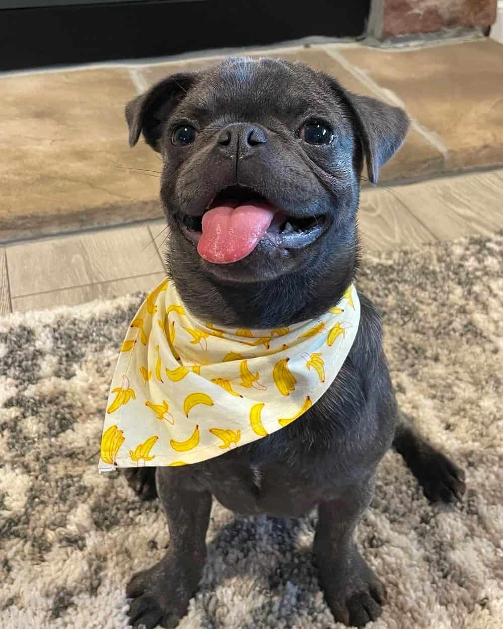 Blue Pug – Facts, Genetics, Health & More (With Pictures!)