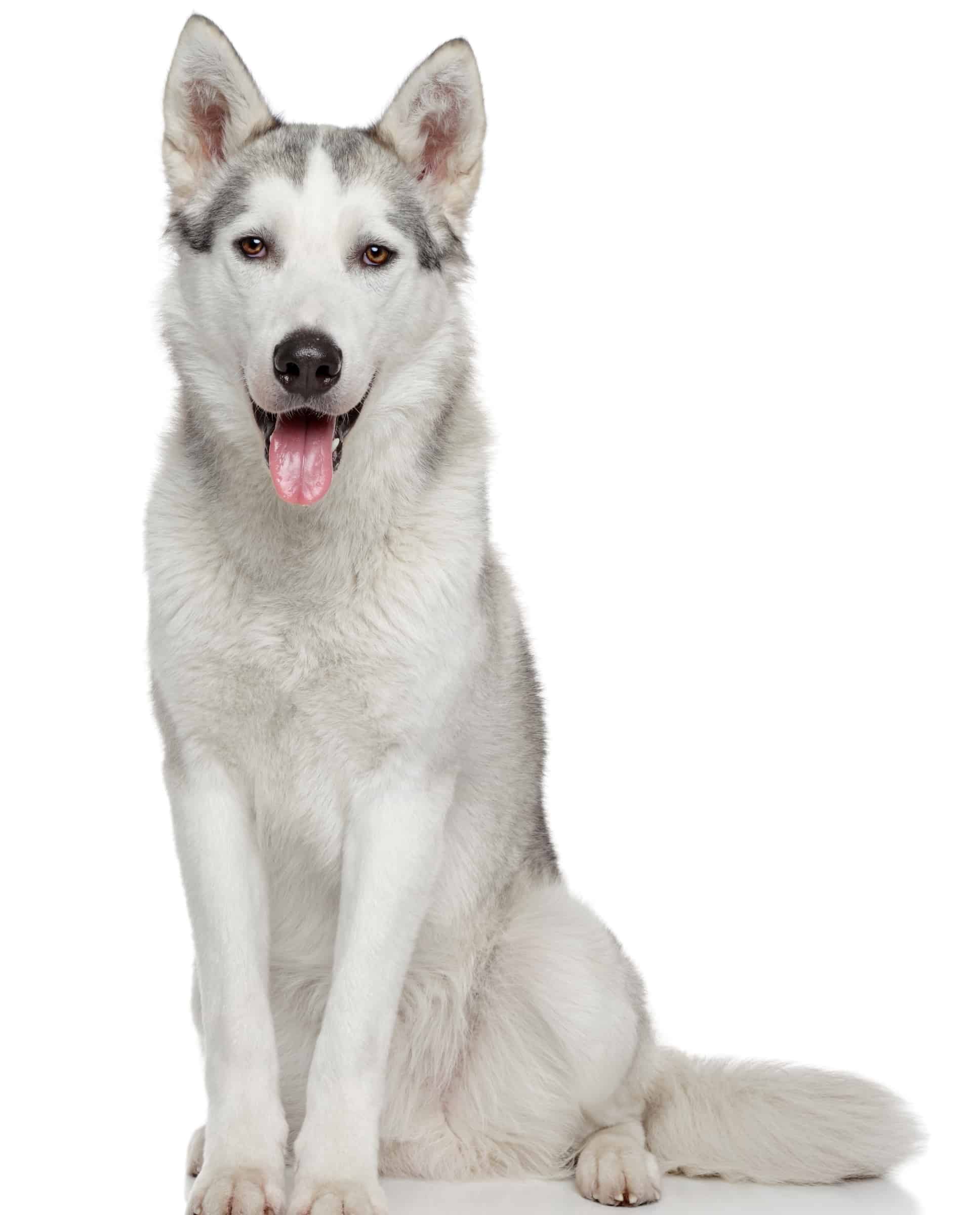 20 Siberian Husky Colors, Markings & Patterns (With Pictures)