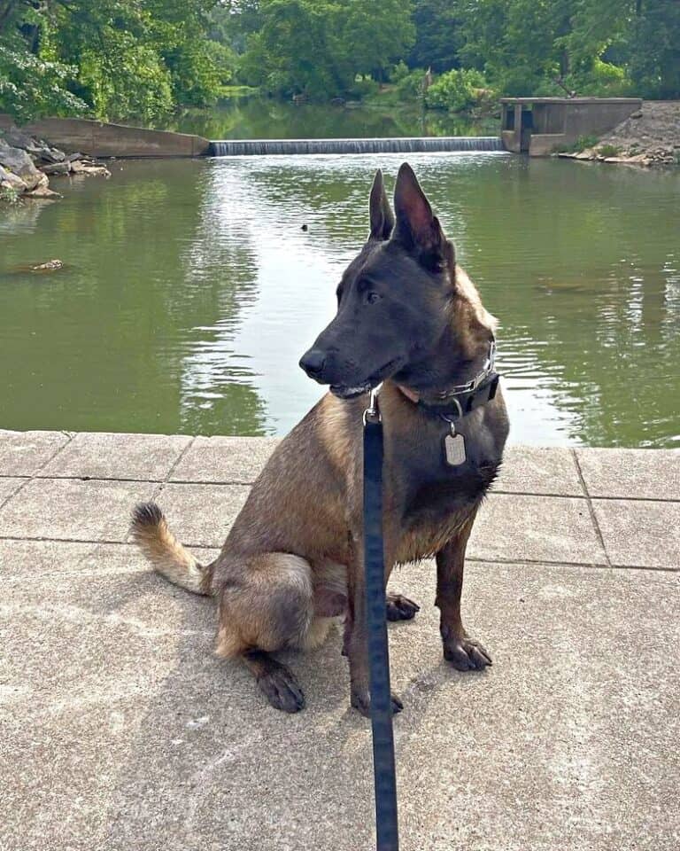 12 Belgian Malinois Colors & Markings (With Pictures)