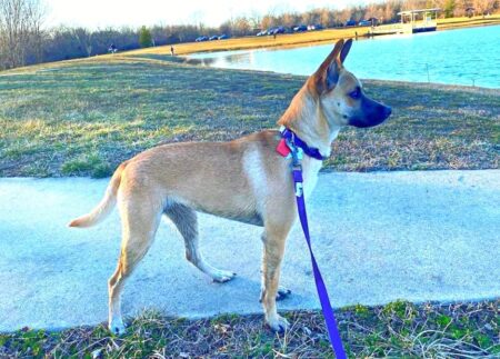 Great Dane Chihuahua Mix (Chi Dane Dane): Facts & Pictures