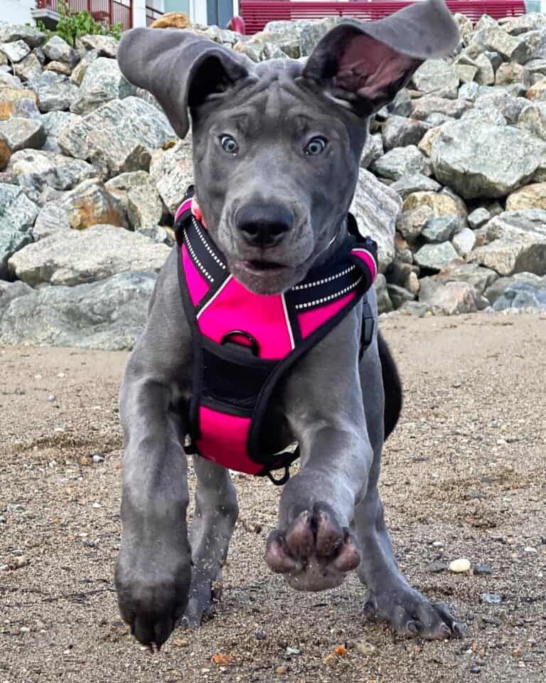 Great Dane Mastiff Mix (Daniff): Info, Pictures, Traits & Facts