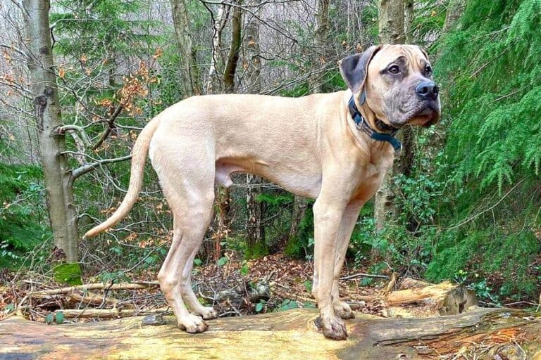 Great Dane Mastiff Mix (Daniff): Info, Pictures, Traits & Facts