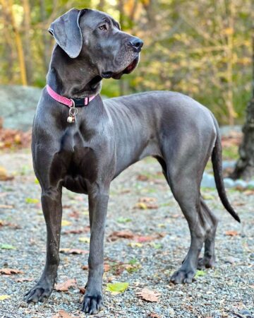 Great Dane Mastiff Mix (Daniff): Info, Pictures, Traits & Facts