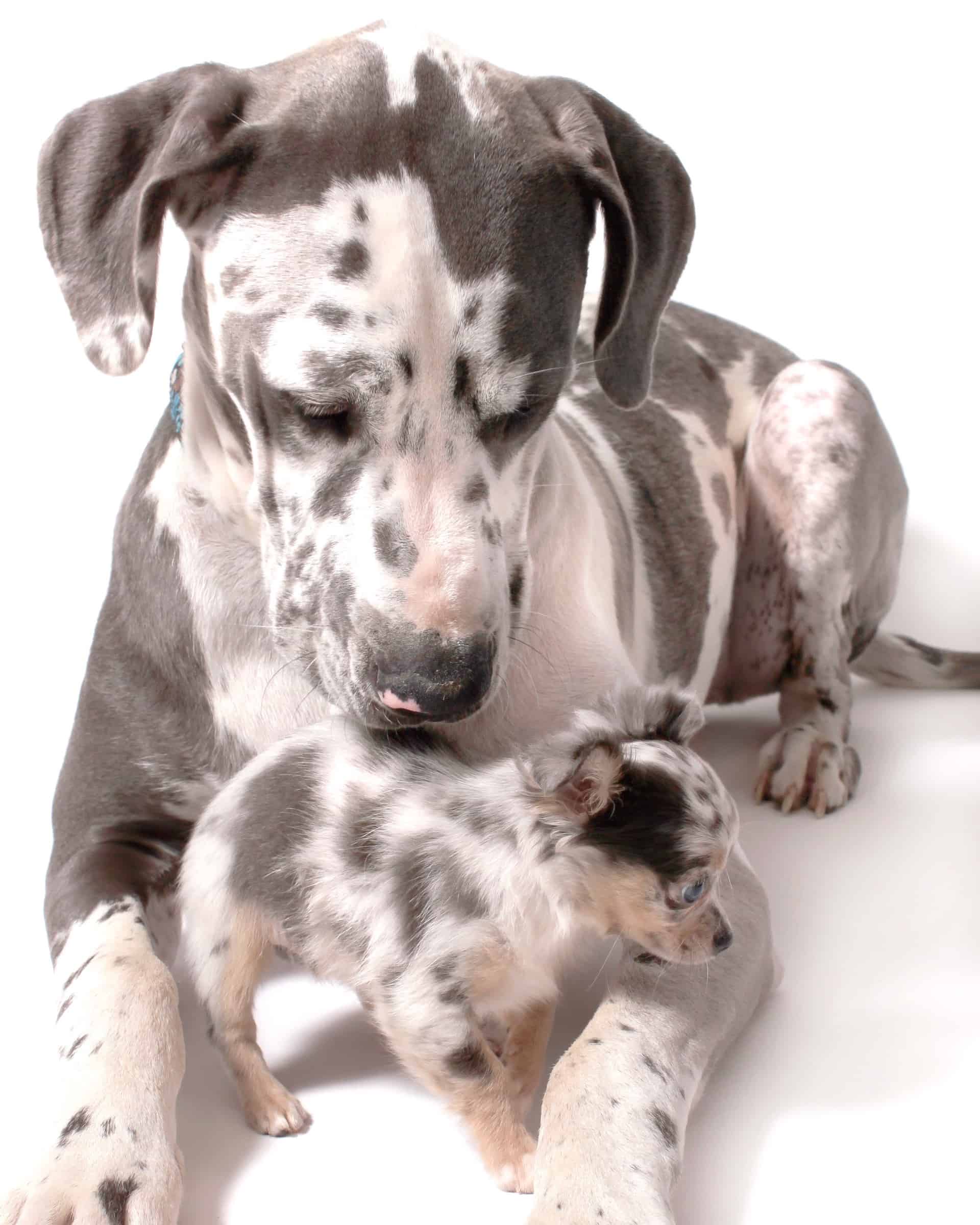 Great Dane Chihuahua Mix (Chi Dane Dane): Facts & Pictures