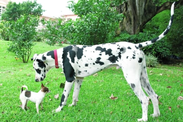 Great Dane Chihuahua Mix (Chi Dane Dane): Facts & Pictures