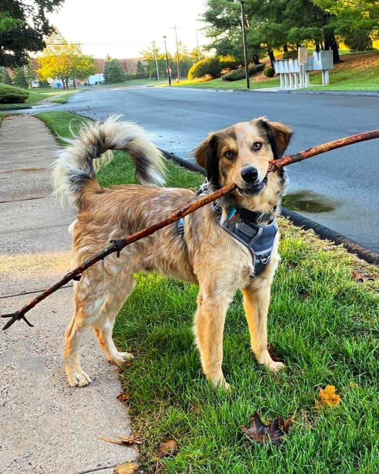 Great Pyrenees Australian Shepherd Mix (Facts & Pictures)
