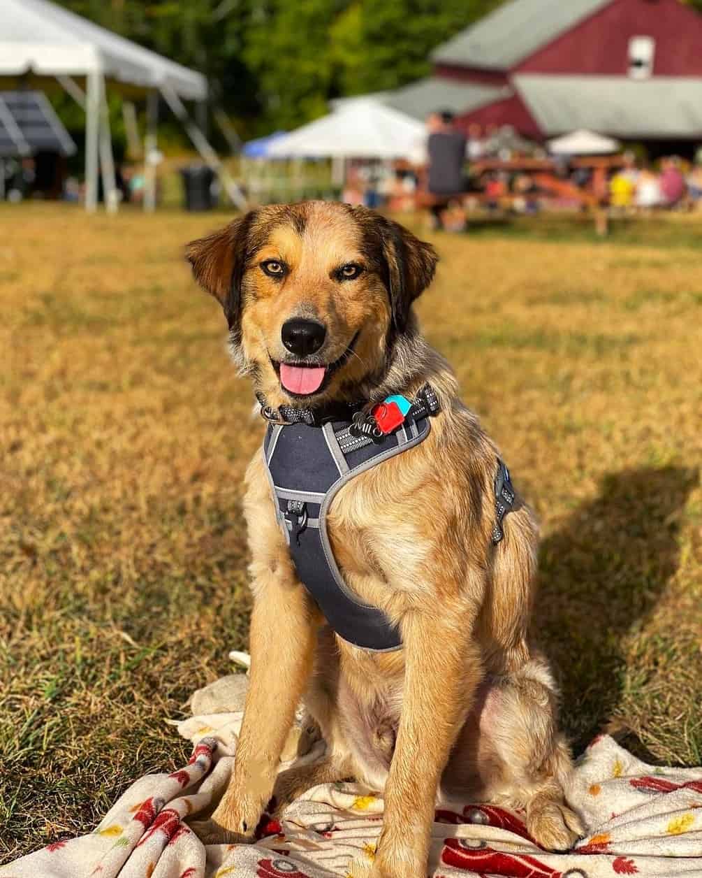 Great Pyrenees Australian Shepherd Mix (Facts & Pictures)