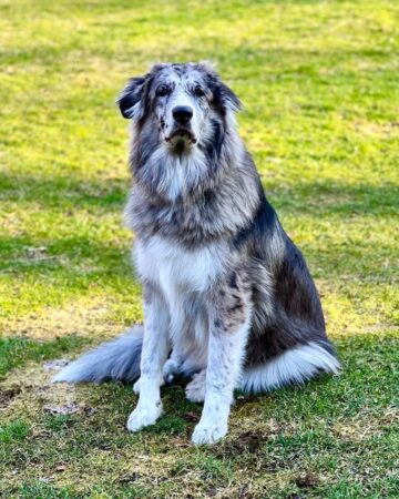 Great Pyrenees Australian Shepherd Mix (Facts & Pictures)