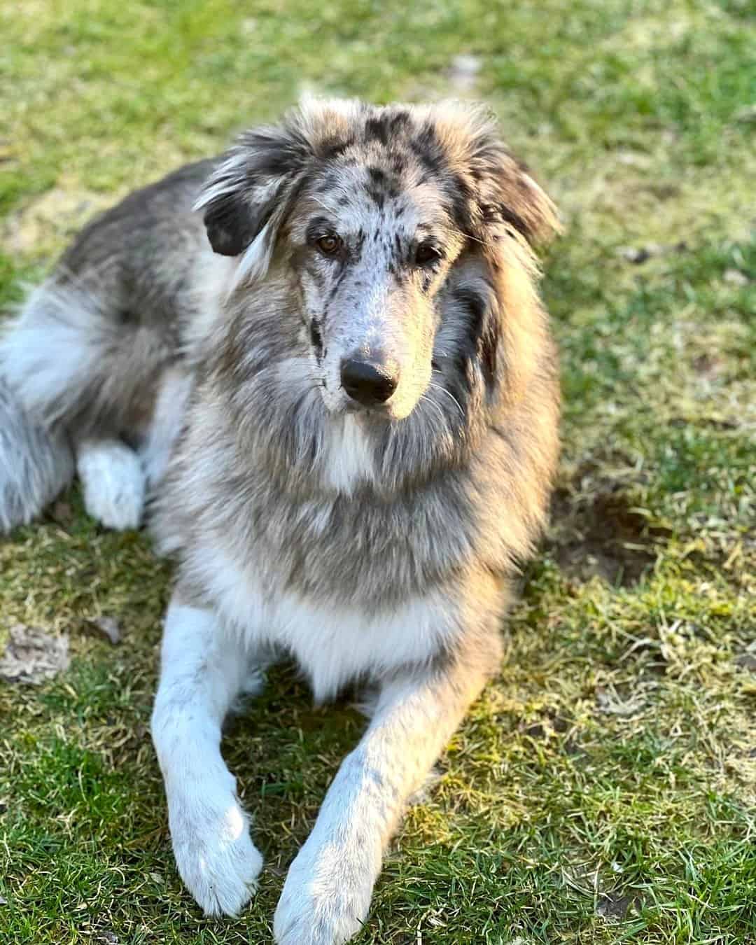 Great Pyrenees Australian Shepherd Mix (Facts & Pictures)