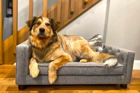 Great Pyrenees Australian Shepherd Mix (Facts & Pictures)