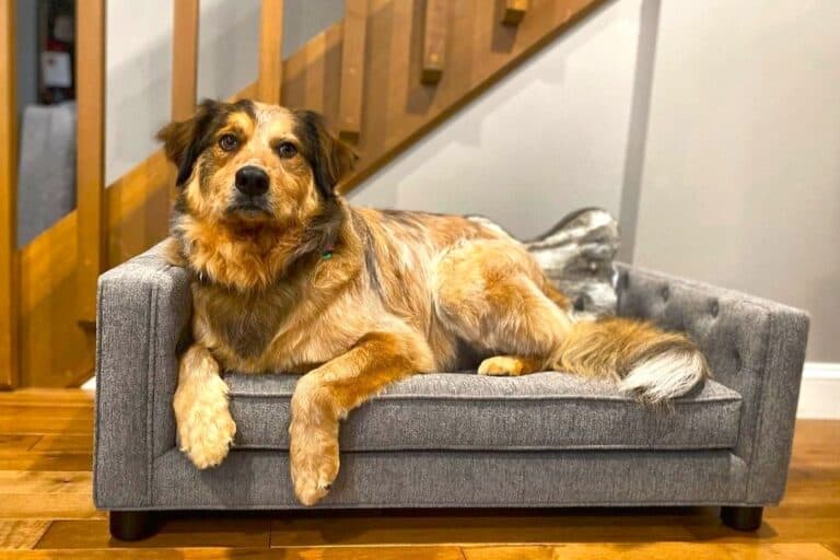Great Pyrenees Australian Shepherd Mix (Facts & Pictures)