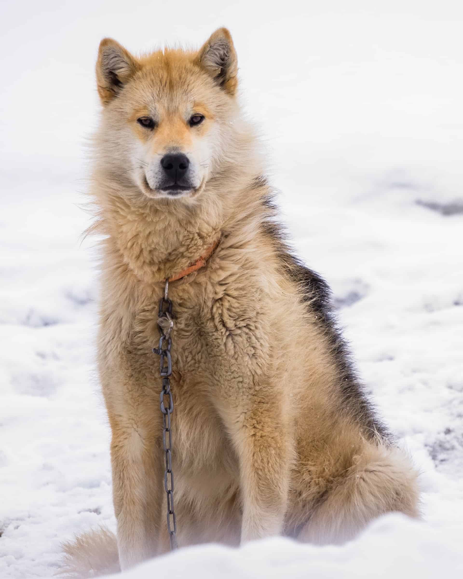 30 Dogs That Look Like Huskies (With Pictures)