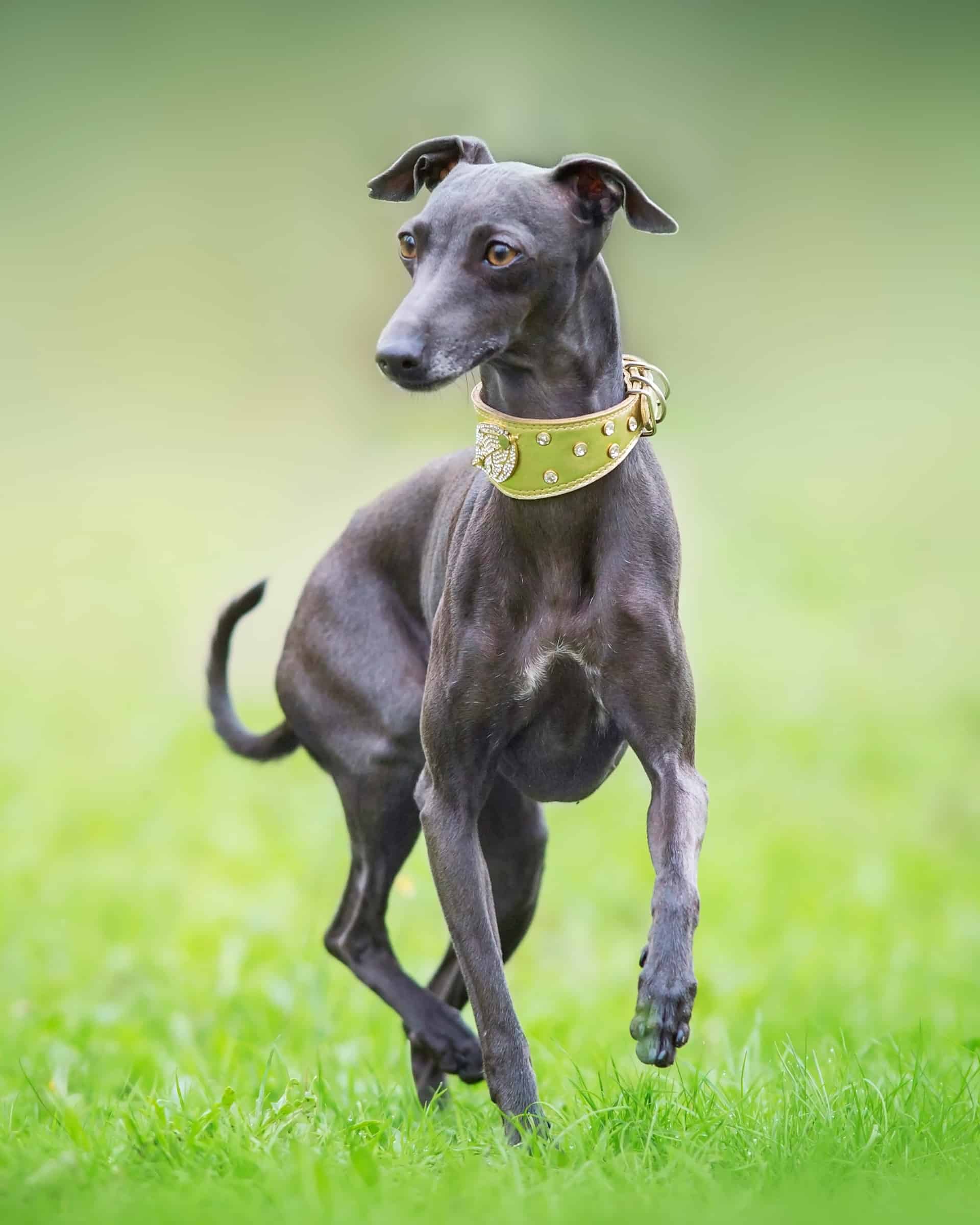 18 Long Nose Dog Breeds With Lovable Snouts (With Photos)