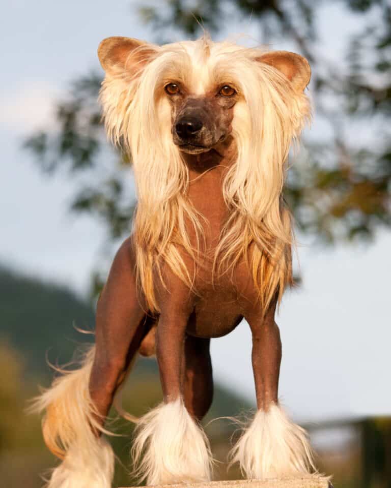 24 Small Dog Breeds With Short Hair (Low Grooming Needs)
