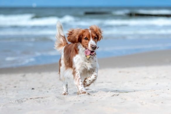 Dudley Lab: Facts About the Pink Nose Labrador